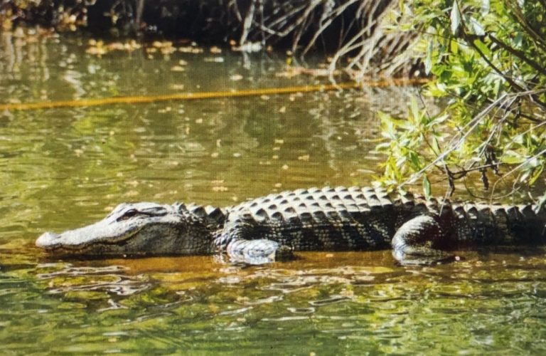 7 Tips for Moving On from the COVID-19 Alligator Pit - Austin ...